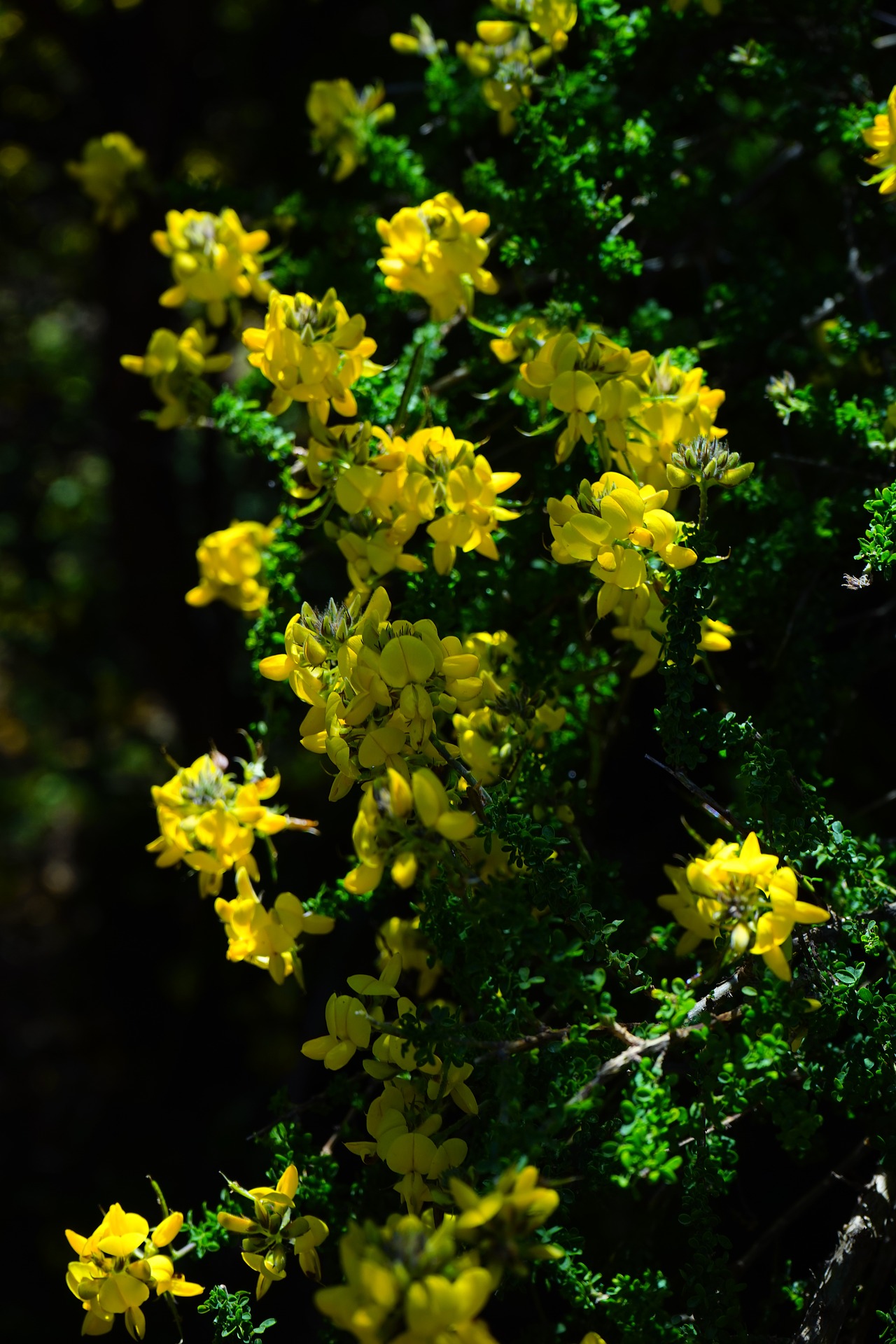 Growing Indoor Plants With Yellow Flowers – The Best Advice – Interior ...