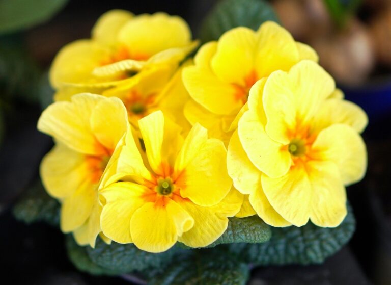 Growing Indoor Plants With Yellow Flowers – The Best Advice – Interior ...